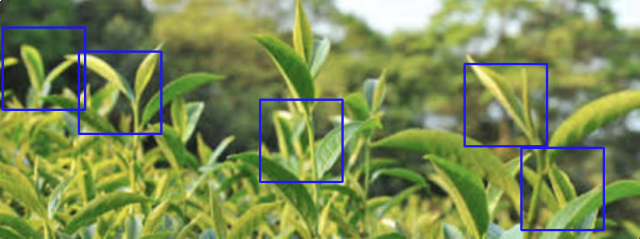 LEADERG ROBOT-2 Image Analysis Algorithm for Tea-Plucking Robots